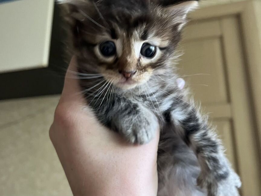 Отлам бесплатно котят