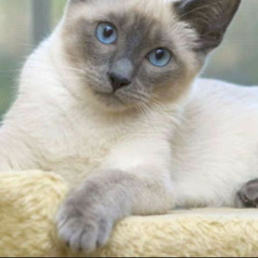 Продам тайского котенка