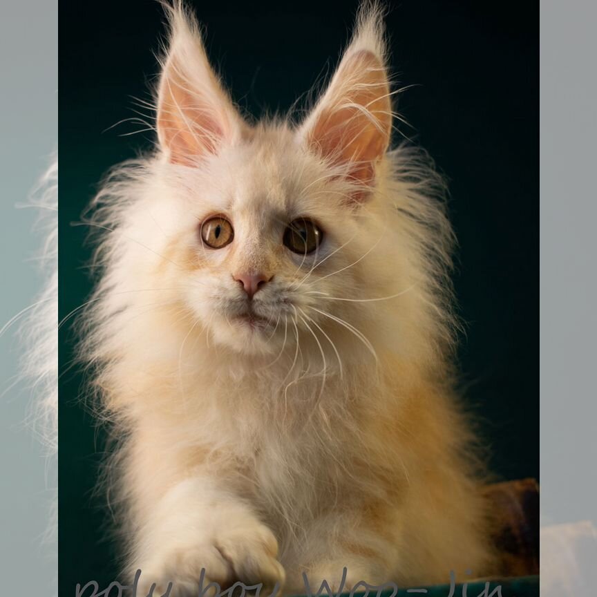 Мейн-кун котёнок