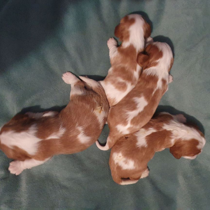 Кавалер кинг-чарльз-спаниель, щенок