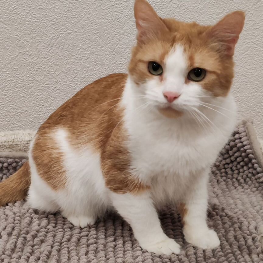 Взрослая, кошка в добрые руки