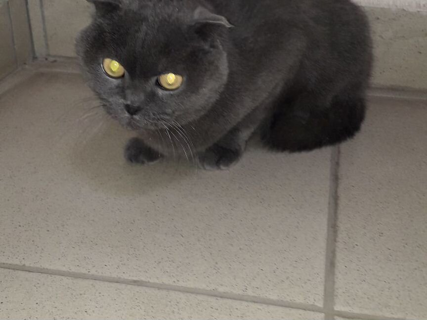 Кот