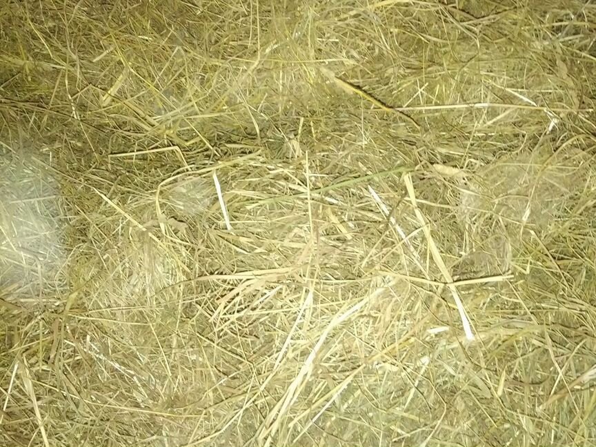 Сено прошлогоднее