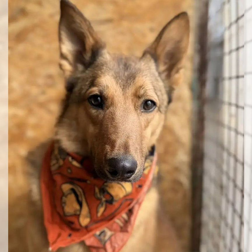 Взрослый пёс в добрые руки