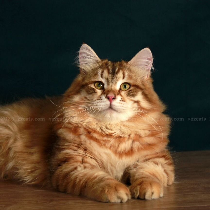 Уникальный красавец