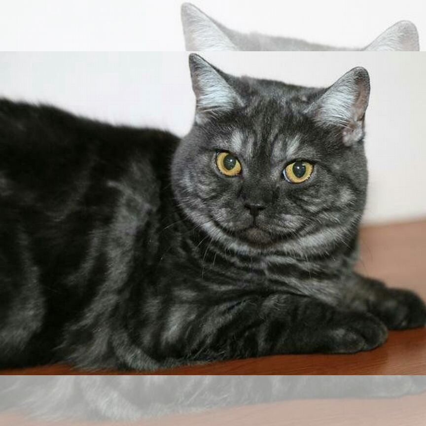 Шотландская вислоухая короткошёрстная, взрослая кошка