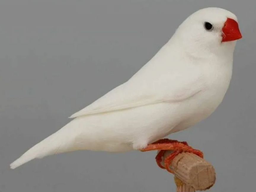 Улетела амадина