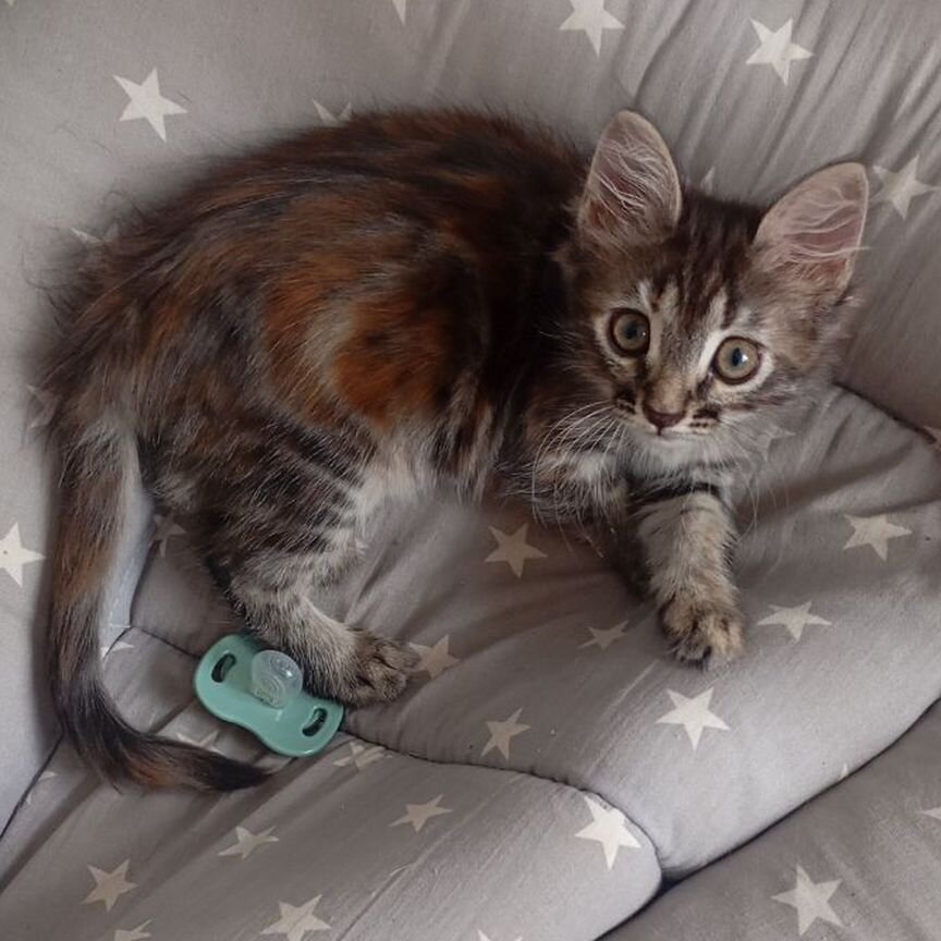 Сибирский котёнок