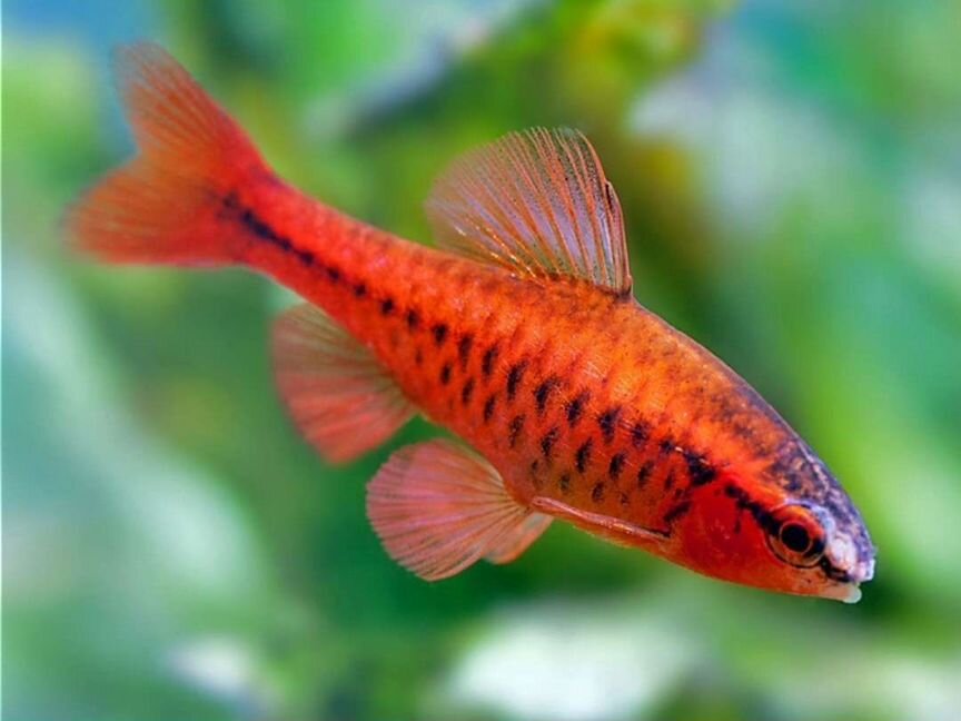 Вишневый Барбус (Barbus Titteya)