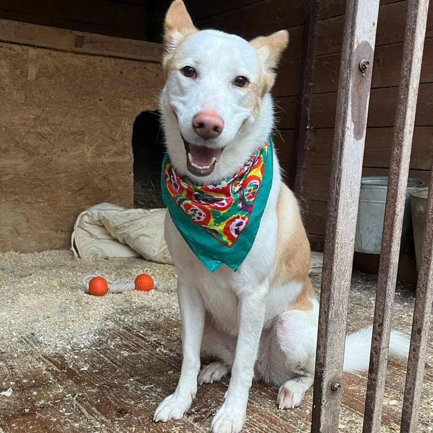 Щенок в добрые руки