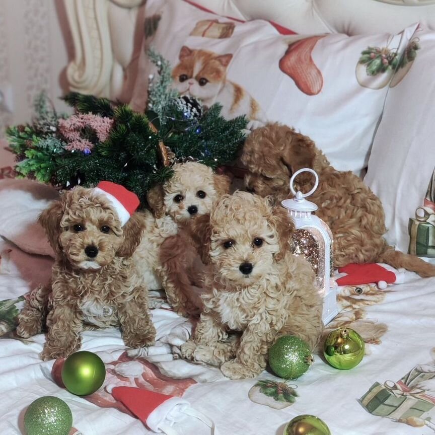 Щенки пушоны
