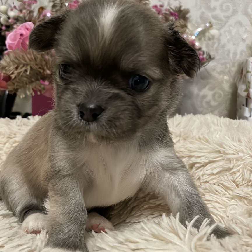 Чихуахуа, щенок