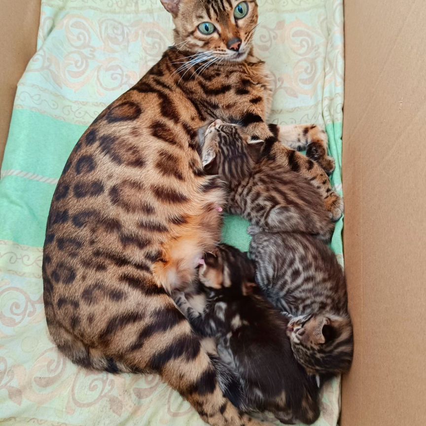 Бенгальская