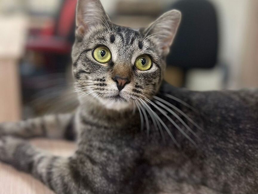 Очаровательная кошечка Бубочка в добрые руки