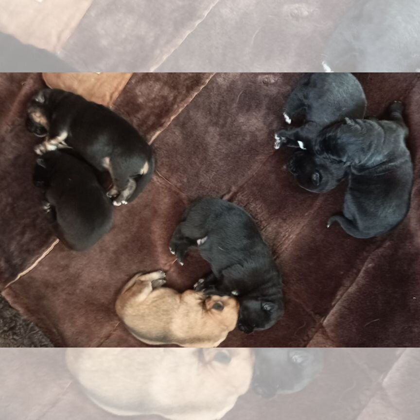 Немецкая овчарка.Акита