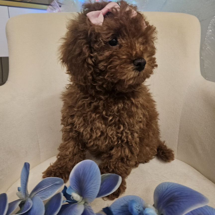 Пудель тикап Китай девочка