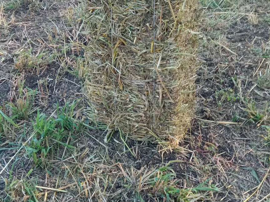 Сено в тюках суданки