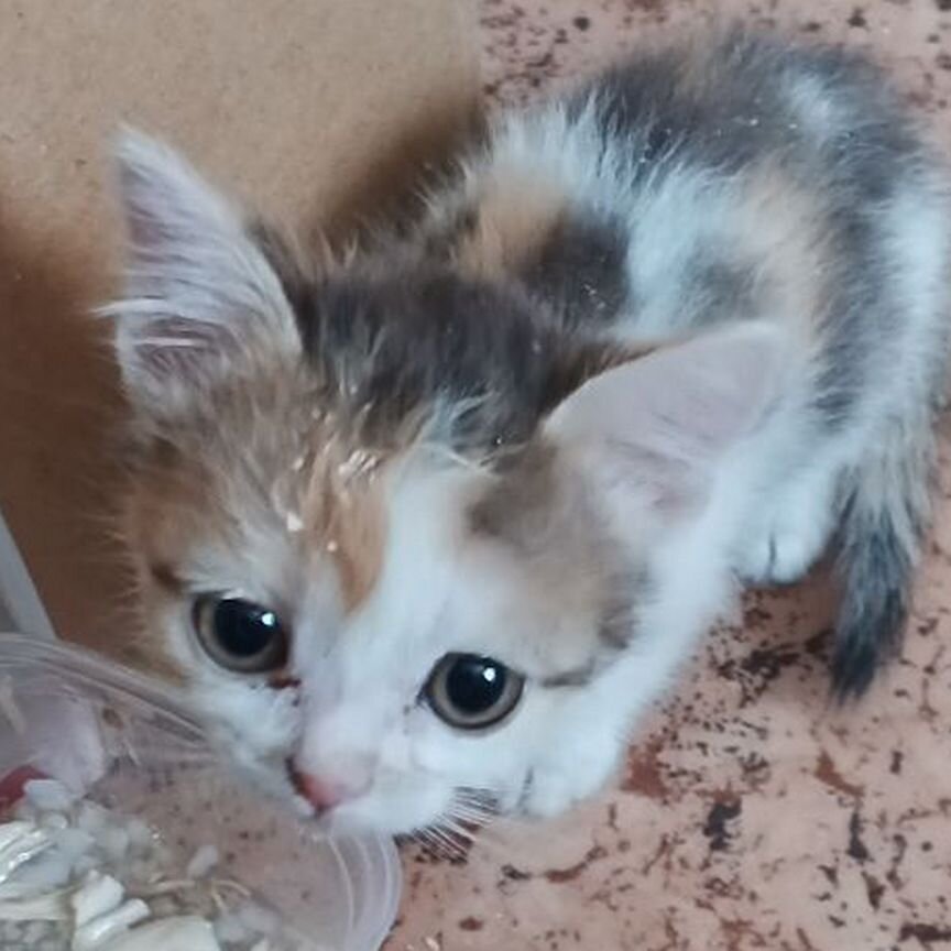 Шотландский вислоухий короткошёрстный котёнок