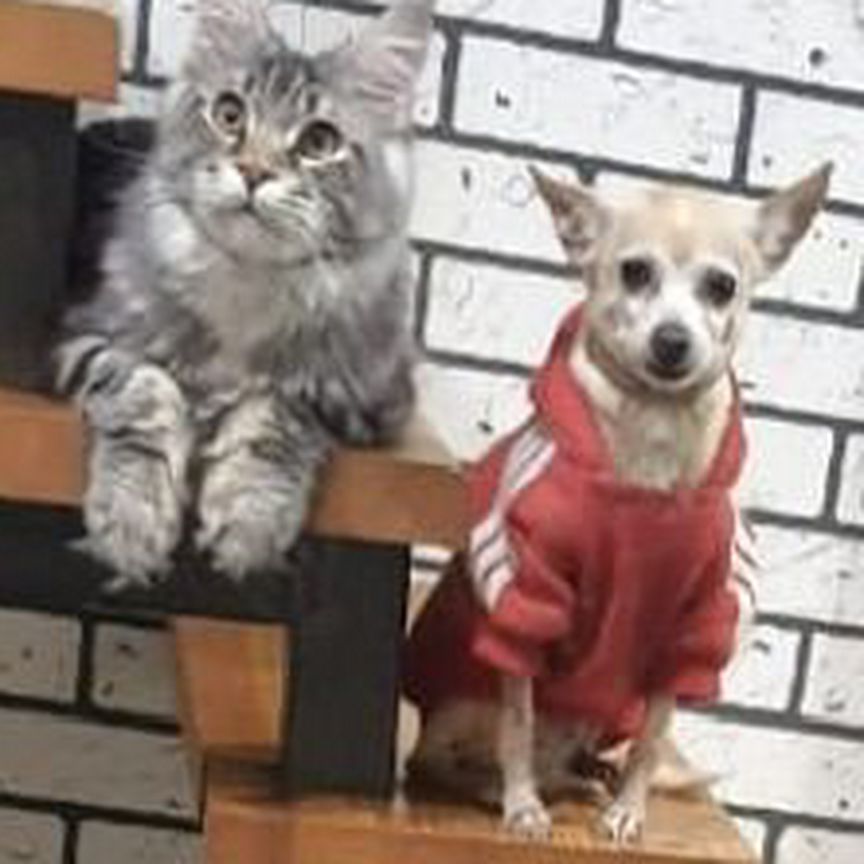 Мейн-кун котёнок