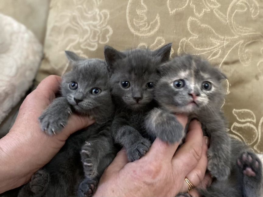 Котята