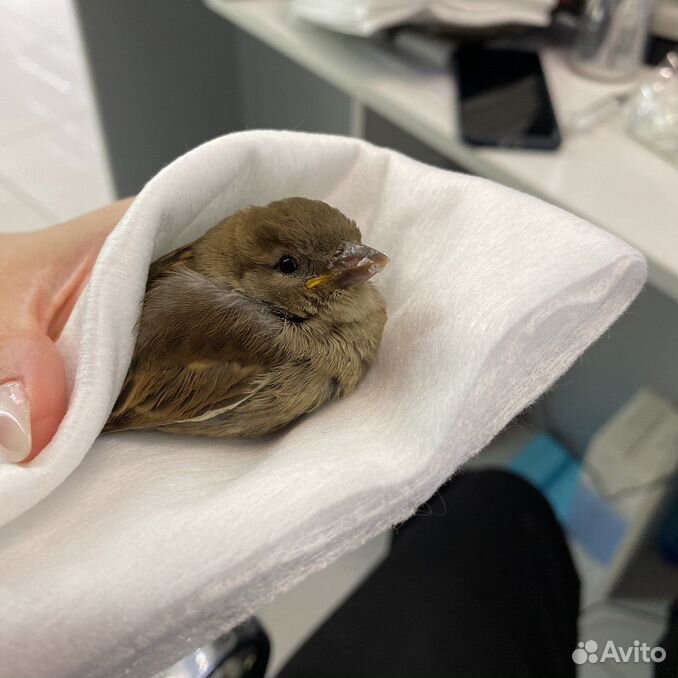 Домашний воробей