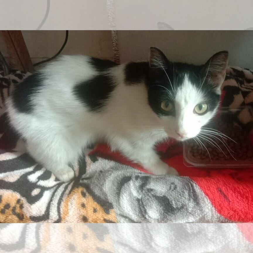 Котик в добрые руки