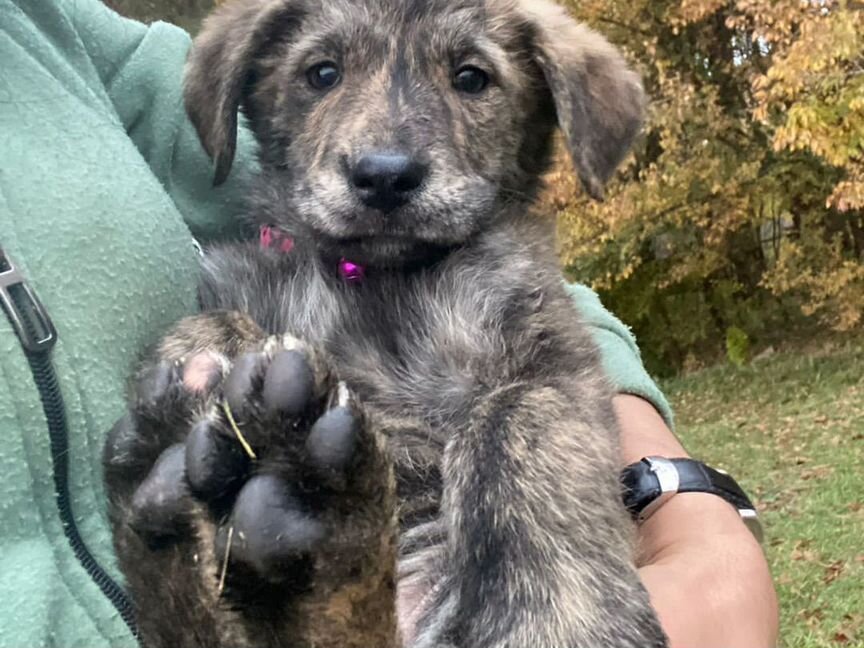 Тигровый щенок в добрые руки