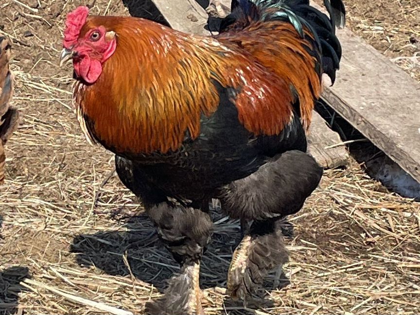 Петух мохноногий