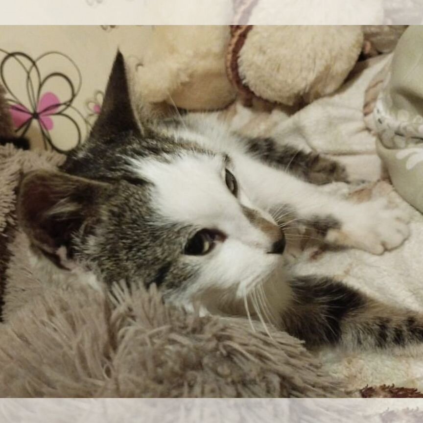 Котята в добрые руки