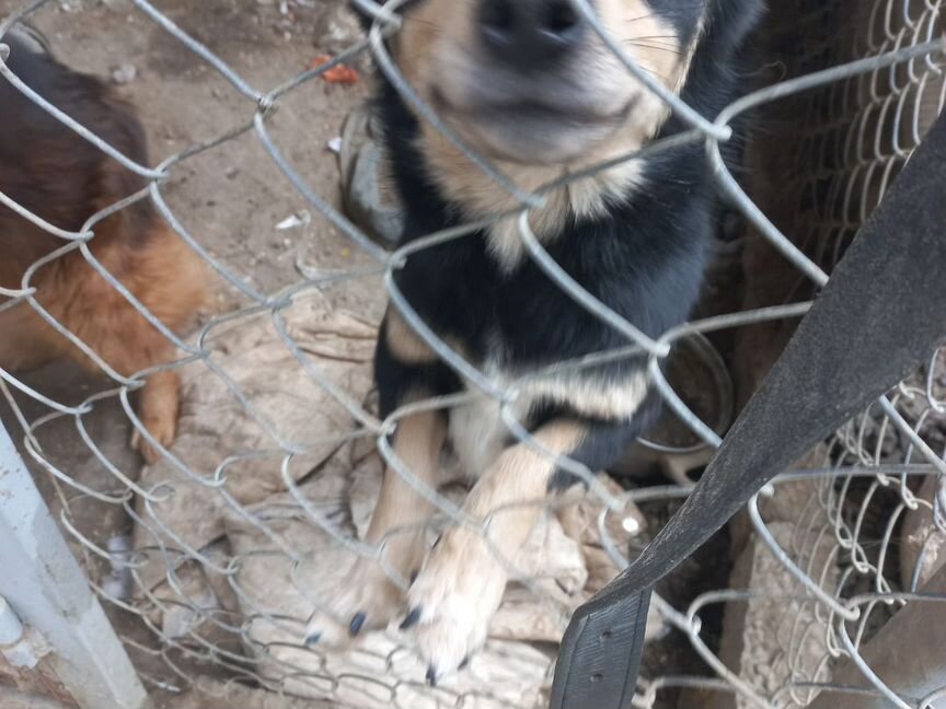 Злая собака