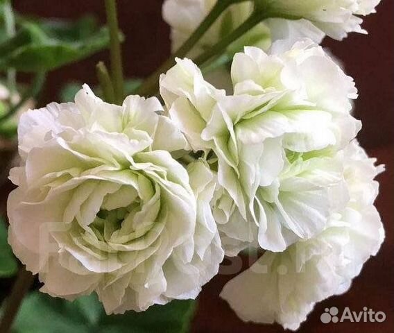 Пеларгония Midori Buke купить в Ростове-на-Дону | Товары для дома и ...