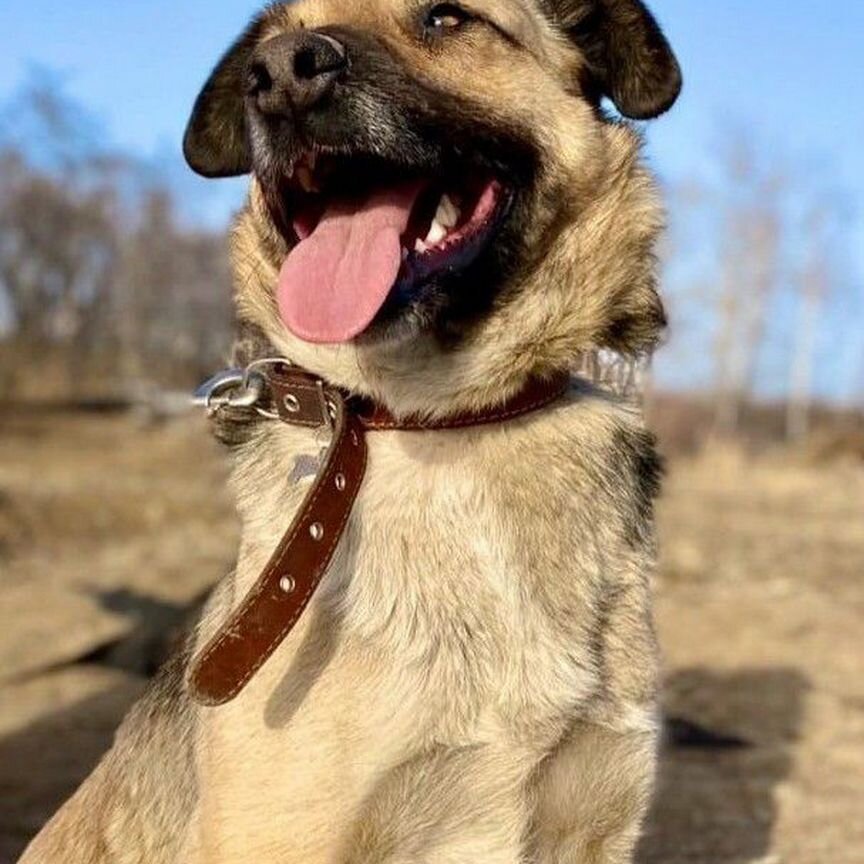 Собака в добрые руки