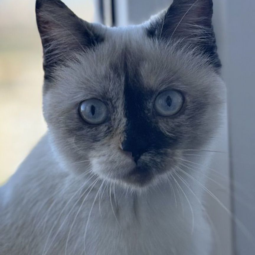 Сиамская кошка ищет дом