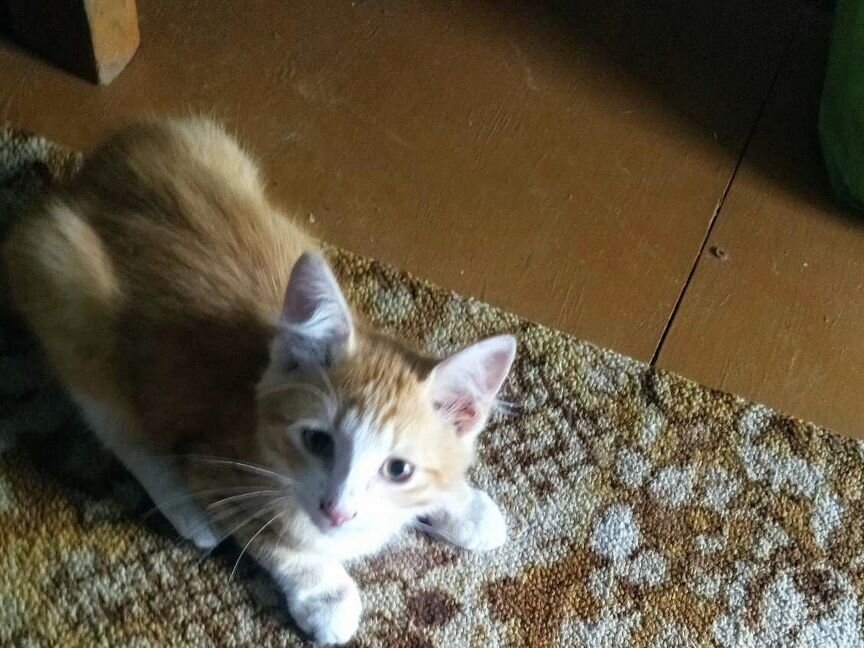 Котенок в дар