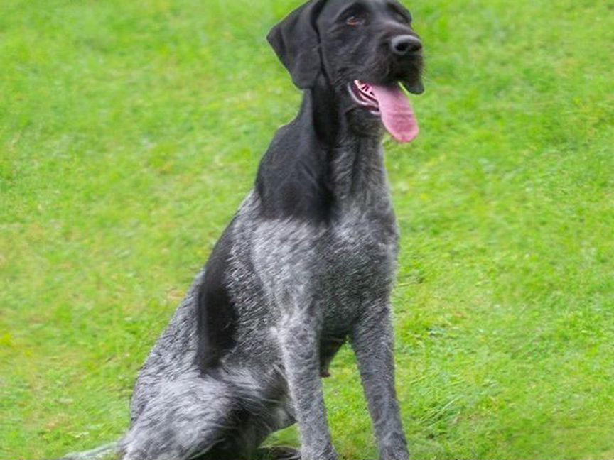 Собака дратхаар