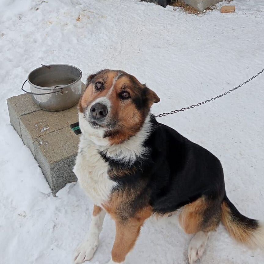 Взрослая собака в добрые руки