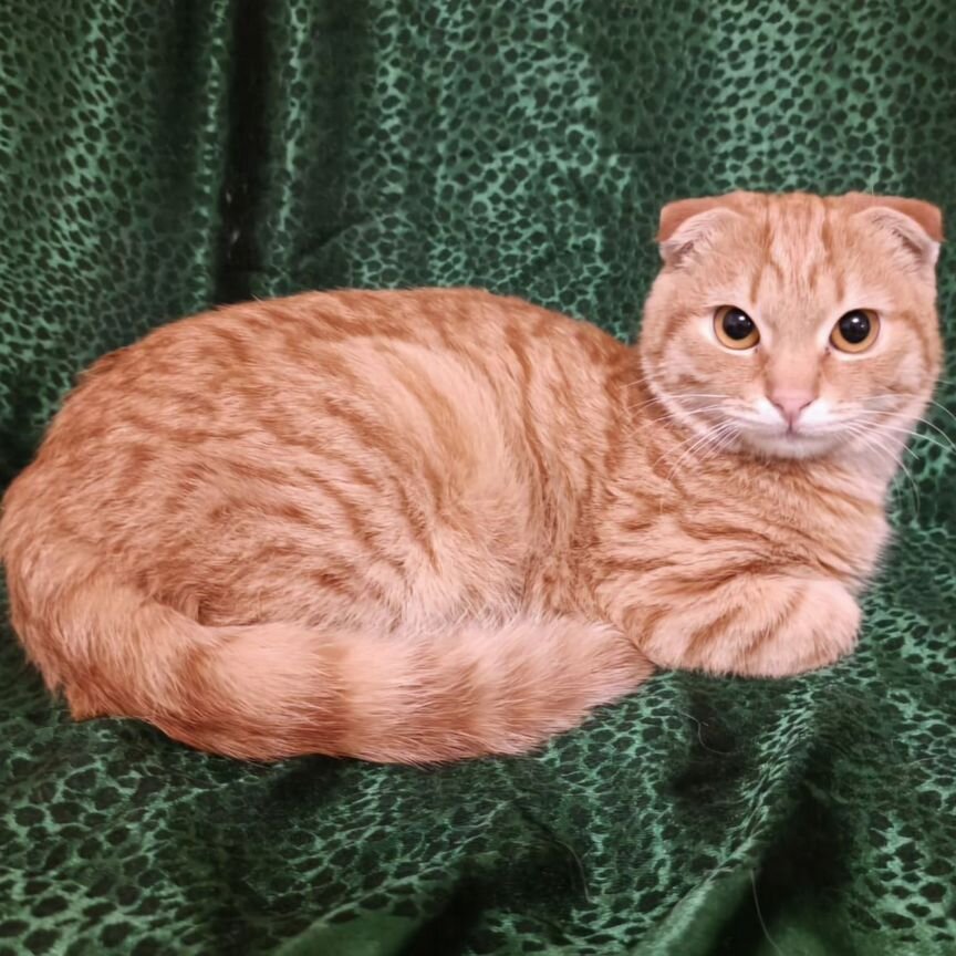 Рыжий котик в добрые руки