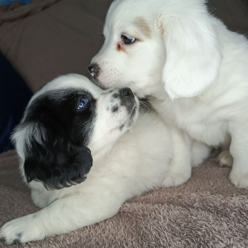 Русский охотничий спаниель, щенок