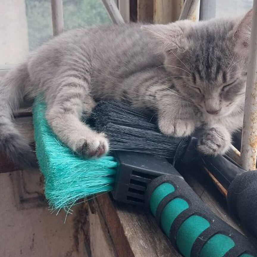 Серый котёнок