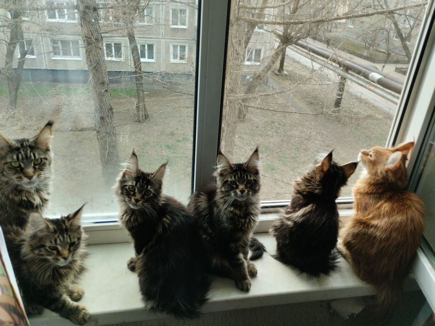 Котята мейн-кун