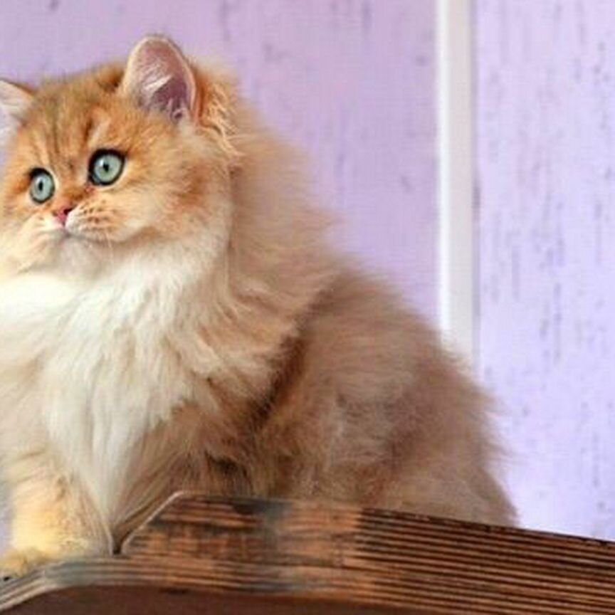 Британский золотой кот ждет невест