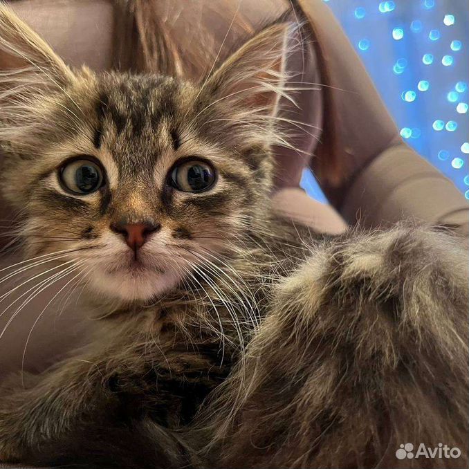 Котик смесь майкуна