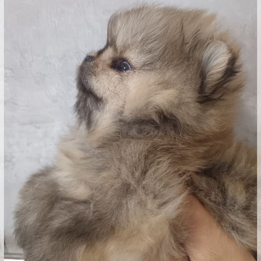 Померанский шпиц, щенок