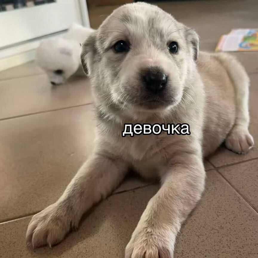 Среднеазиатская овчарка, щенок