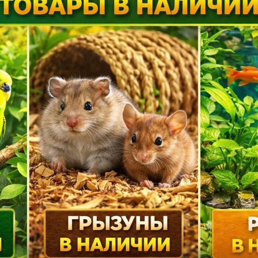 Огромный выбор домашних животных