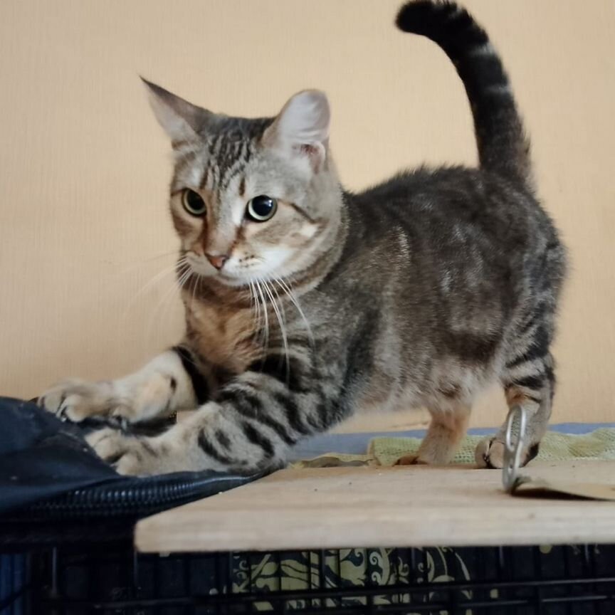 Кошечка в поисках дома