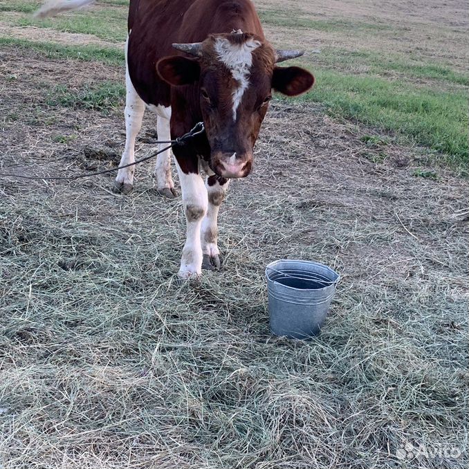 Быки живым весом с откорма