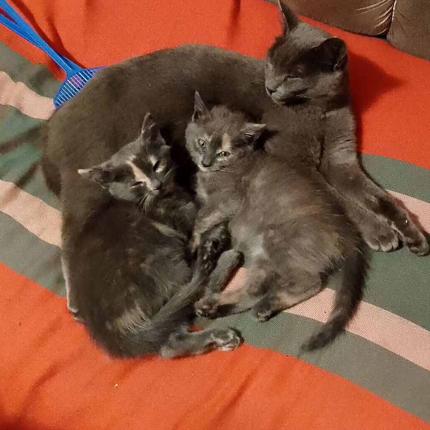 Котята в добрые руки