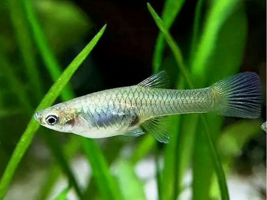 Рыбки гуппи в добрые руки