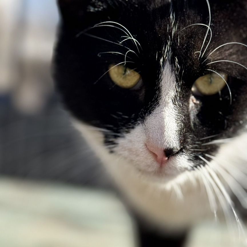 Котику нужен домик